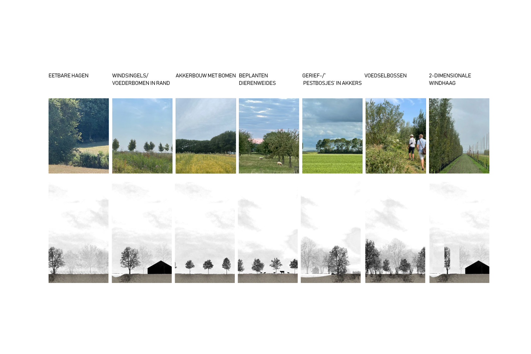 Agroforestry in open landschappen – PeetersenDaan